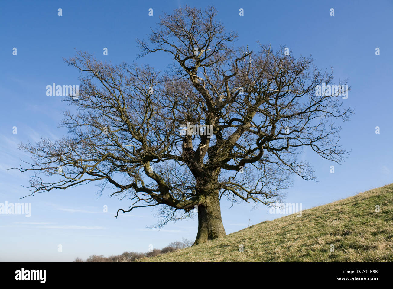 Oak tree in winter against blue sky Cotswolds UK Stock Photo - Alamy