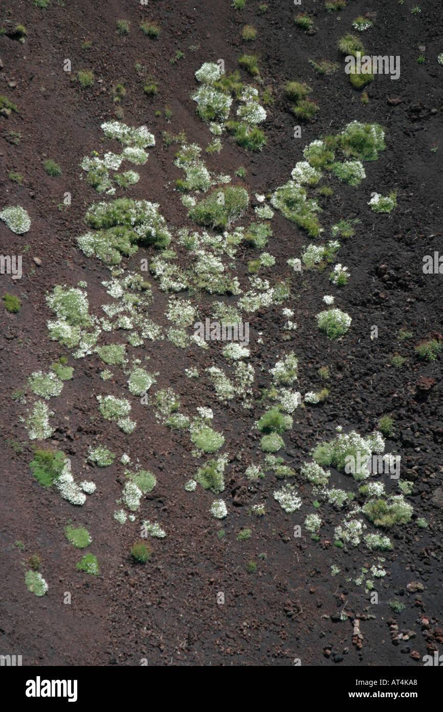 Mount Etna Sicily vegetation gets a toehold Stock Photo - Alamy