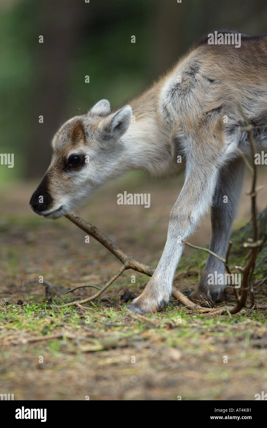 Reindeer side profile hi-res stock photography and images - Alamy