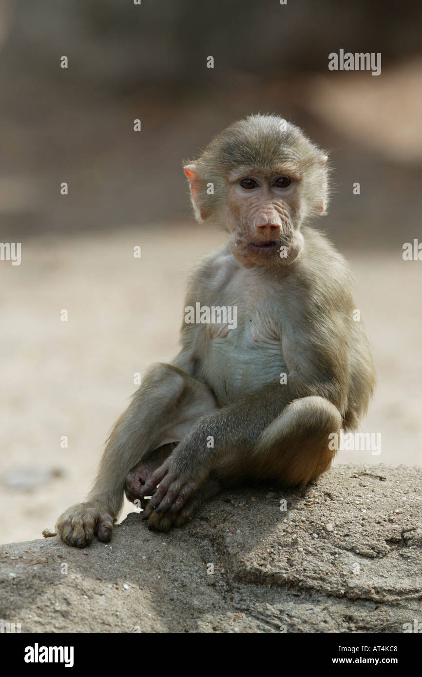 Pavian baby hi-res stock photography and images - Alamy