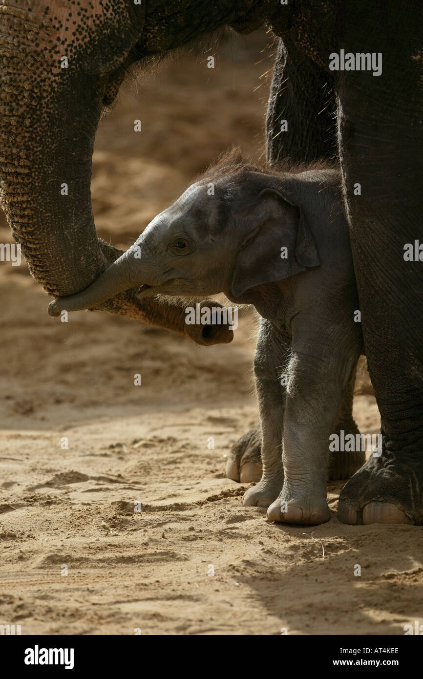 Indian elephant baby playing with mother Stock Photo - Alamy