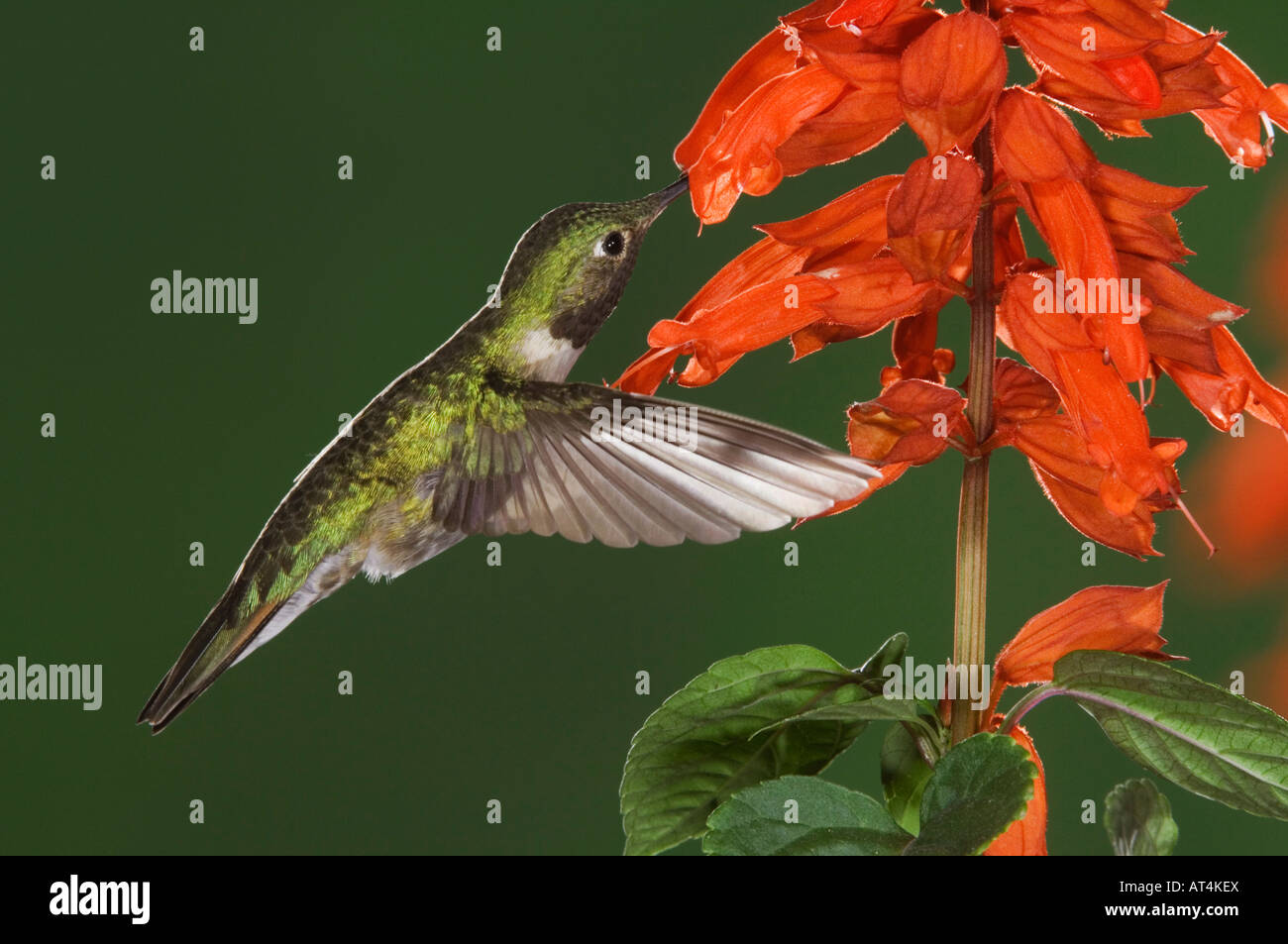 Broad-tailed Hummingbird Selasphorus platycercus male in flight feeding ...