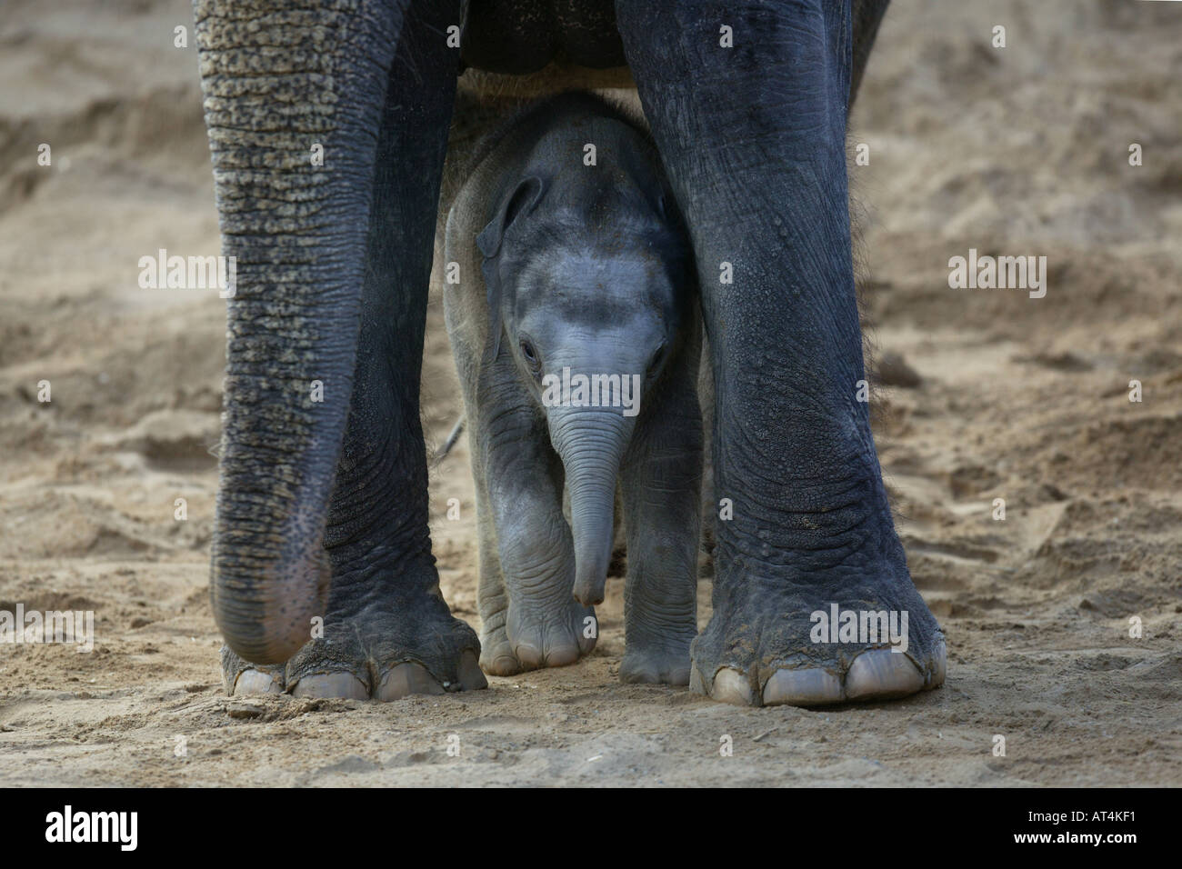 Indian elephant baby hiding under its mother Stock Photo - Alamy