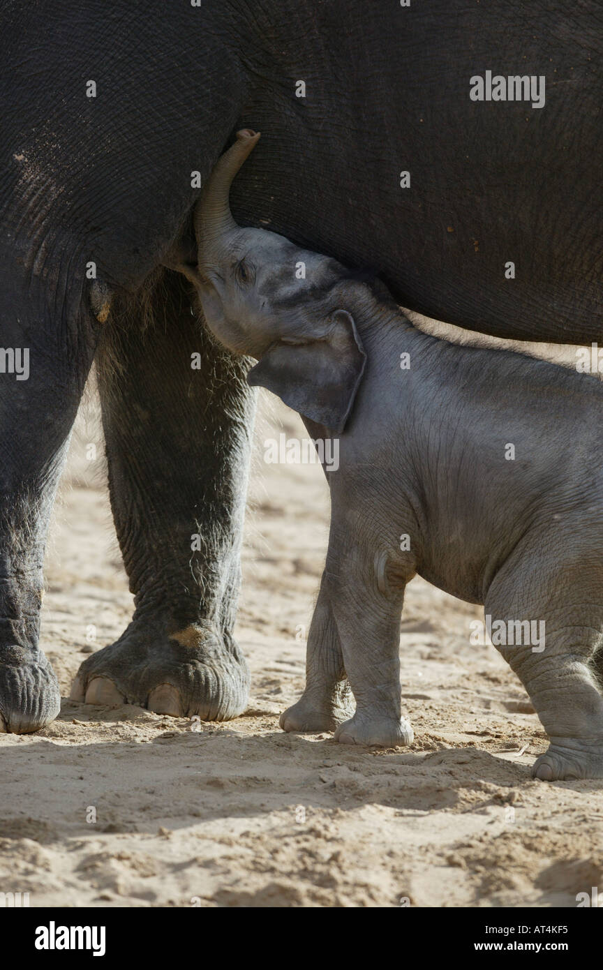 Elephant baby drinking milk hi-res stock photography and images - Alamy
