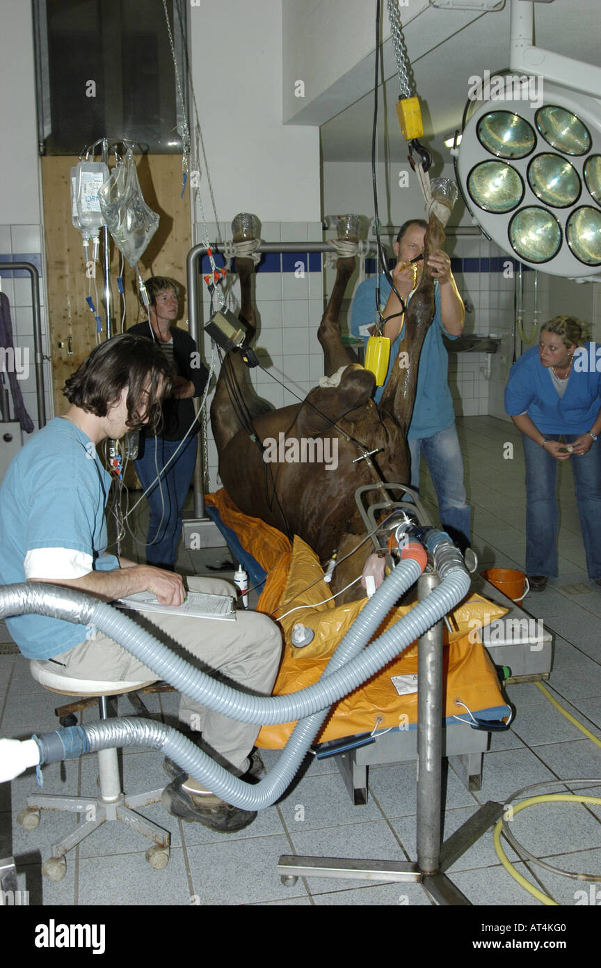 domestic horse (Equus przewalskii f. caballus), in the operating room ...
