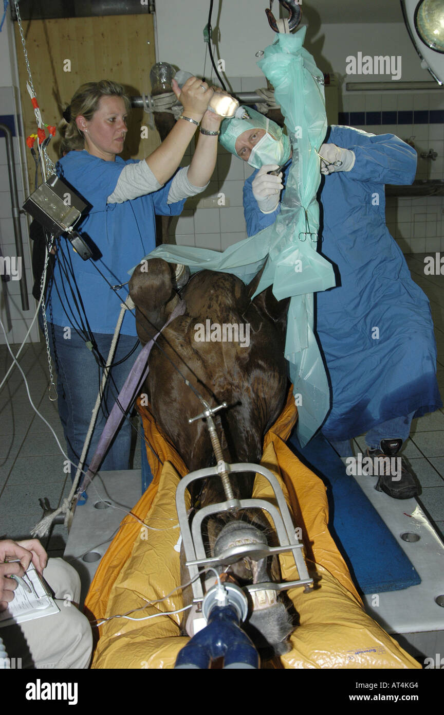 Leg wound horse hi-res stock photography and images - Alamy