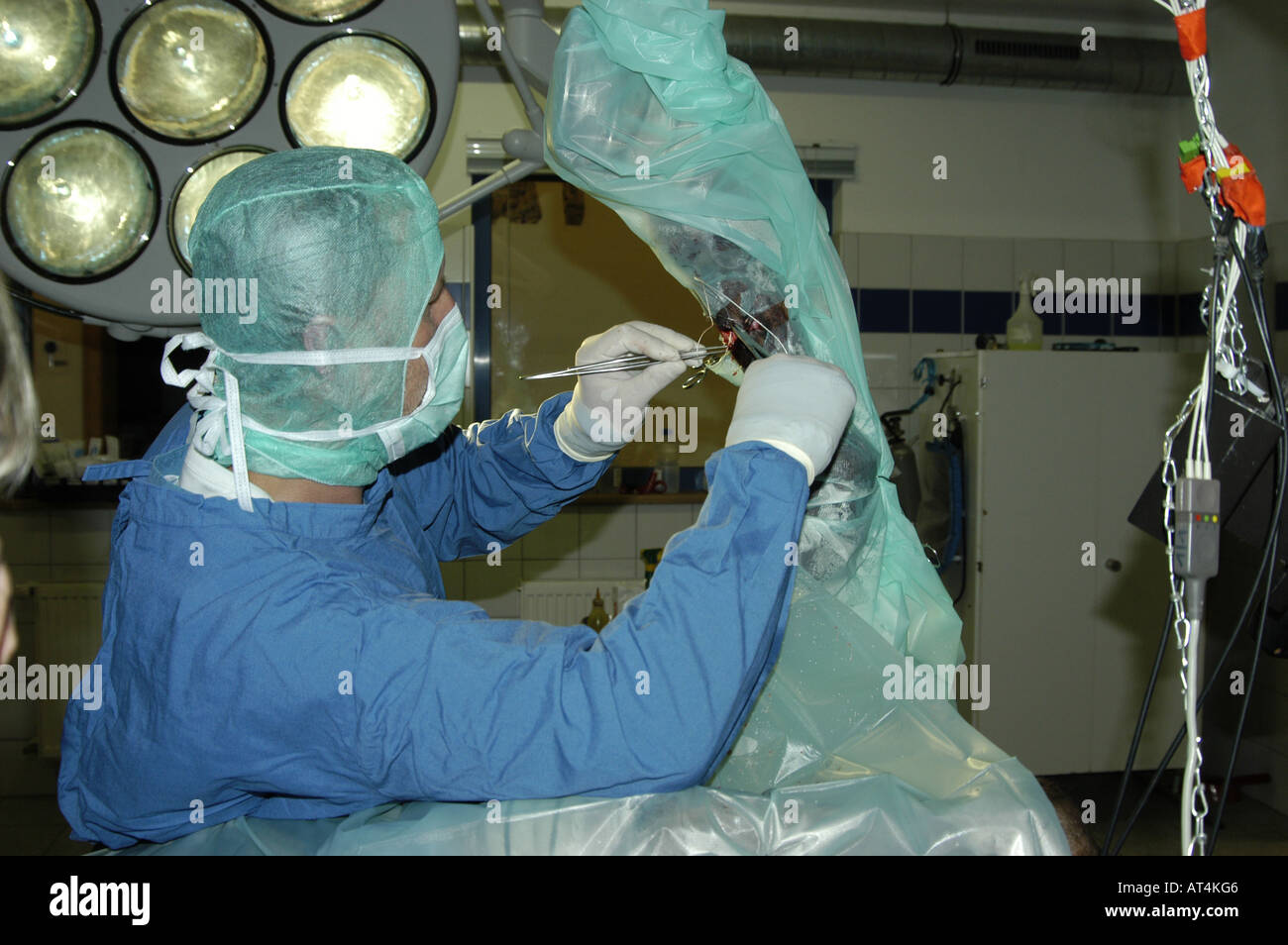 domestic horse (Equus przewalskii f. caballus), in the operating room ...