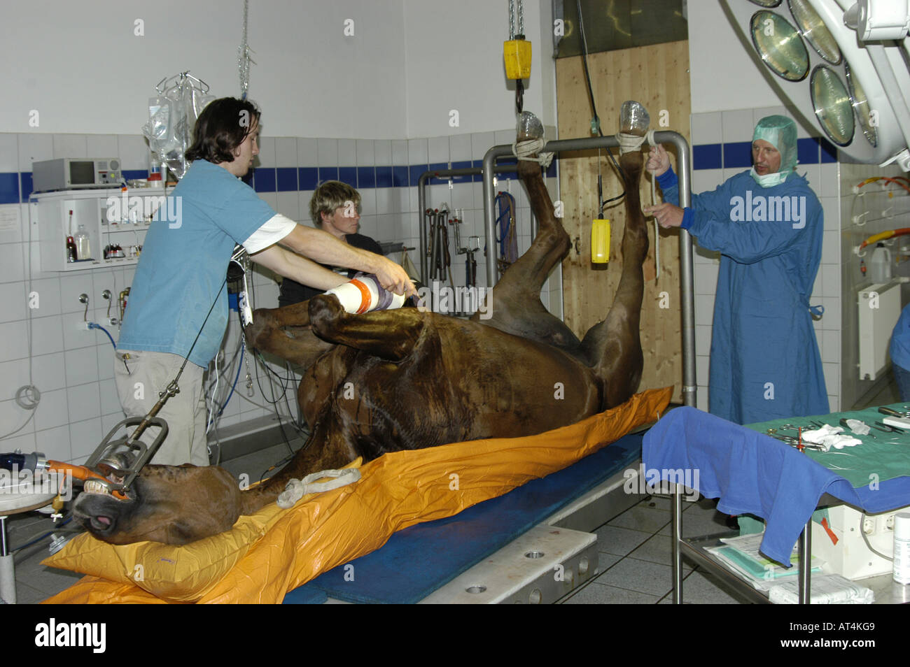 Horse operating hi-res stock photography and images - Alamy