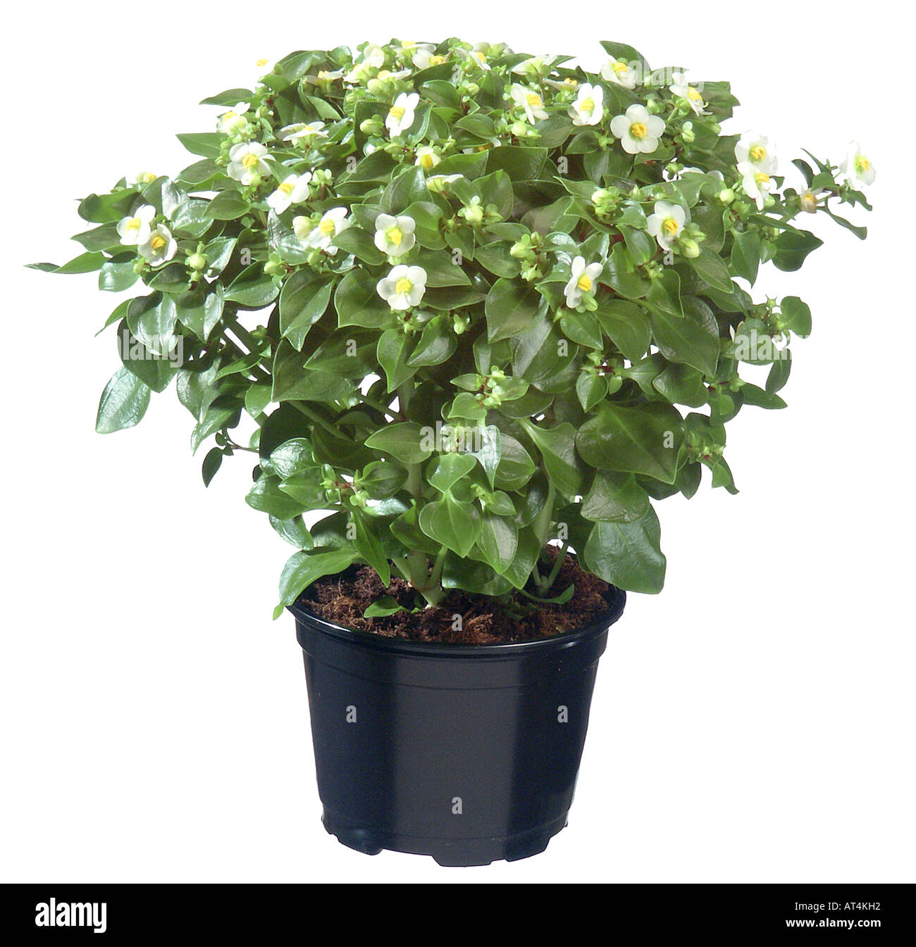 Persian violet, German violet, Tiddly twinks (Exacum affine), potted ...