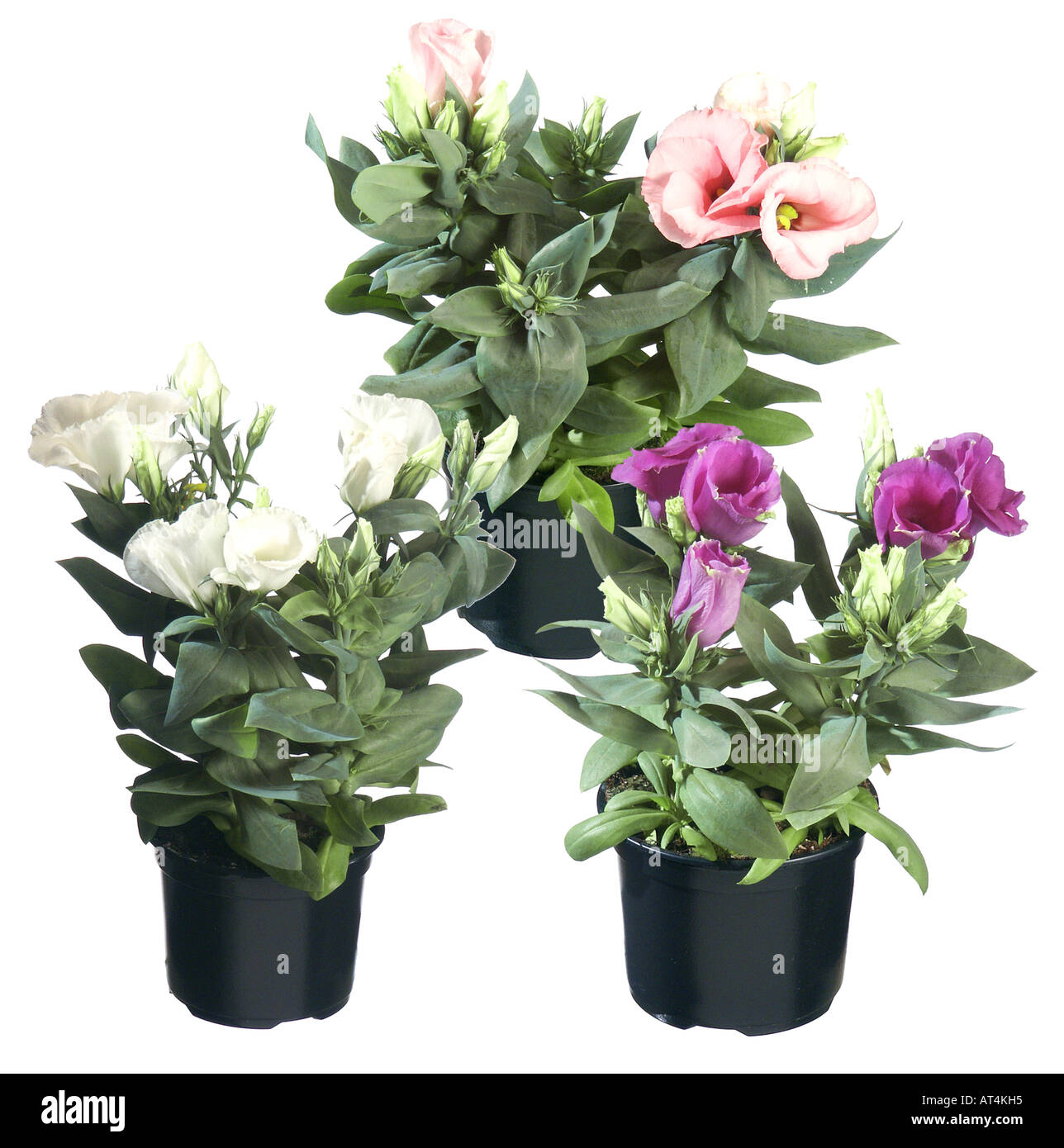 Lisianthus, Tulip Gentian, Texas Bluebell (Eustoma grandiflorum ...