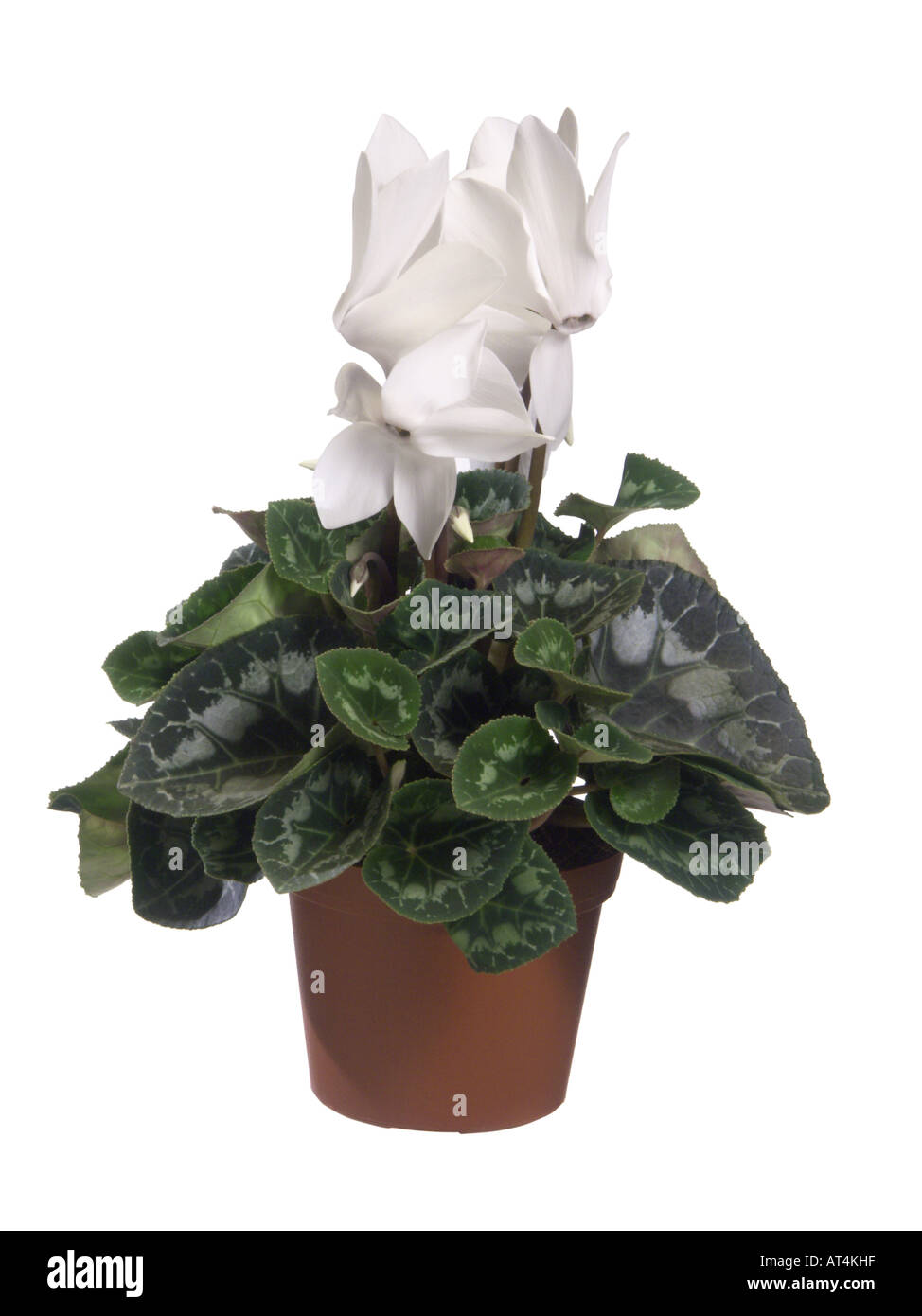 Florists Cyclamen (Cyclamen persicum), potted plant Stock Photo - Alamy