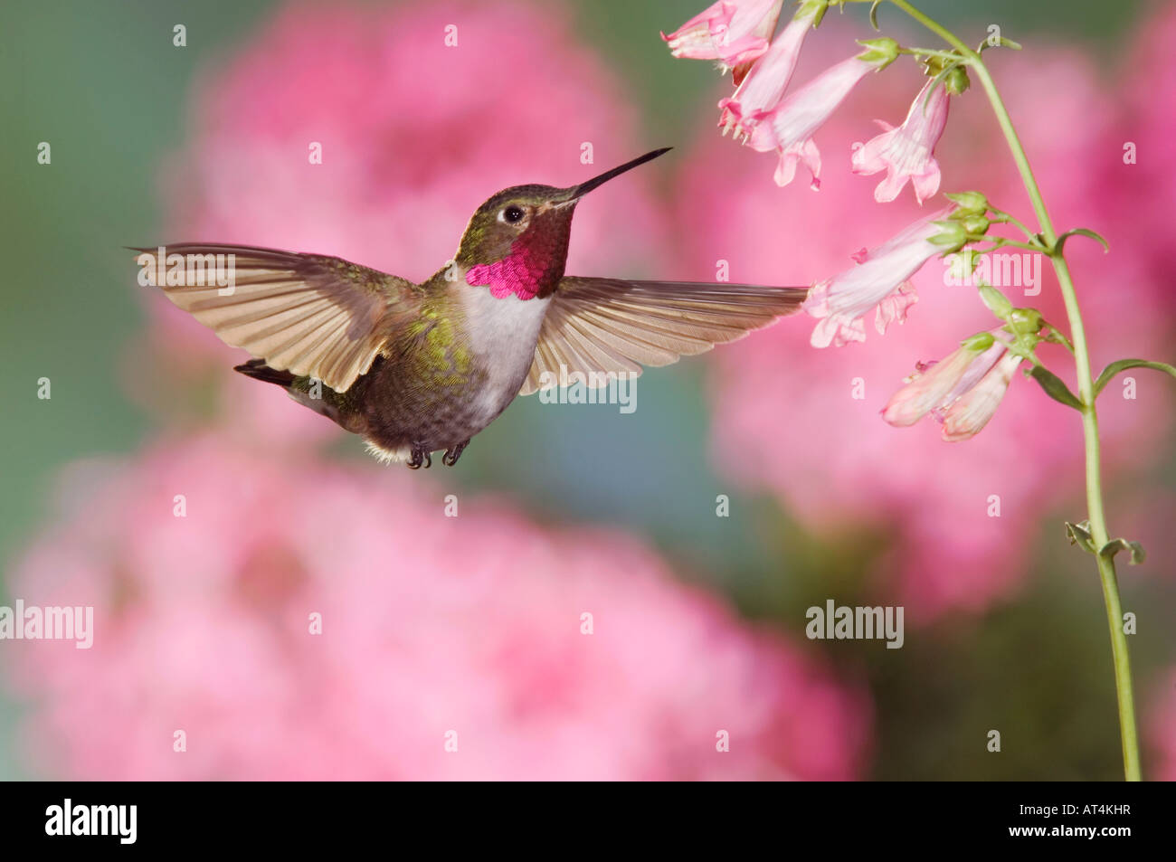 Broad-tailed Hummingbird Selasphorus platycercus male in flight feeding ...