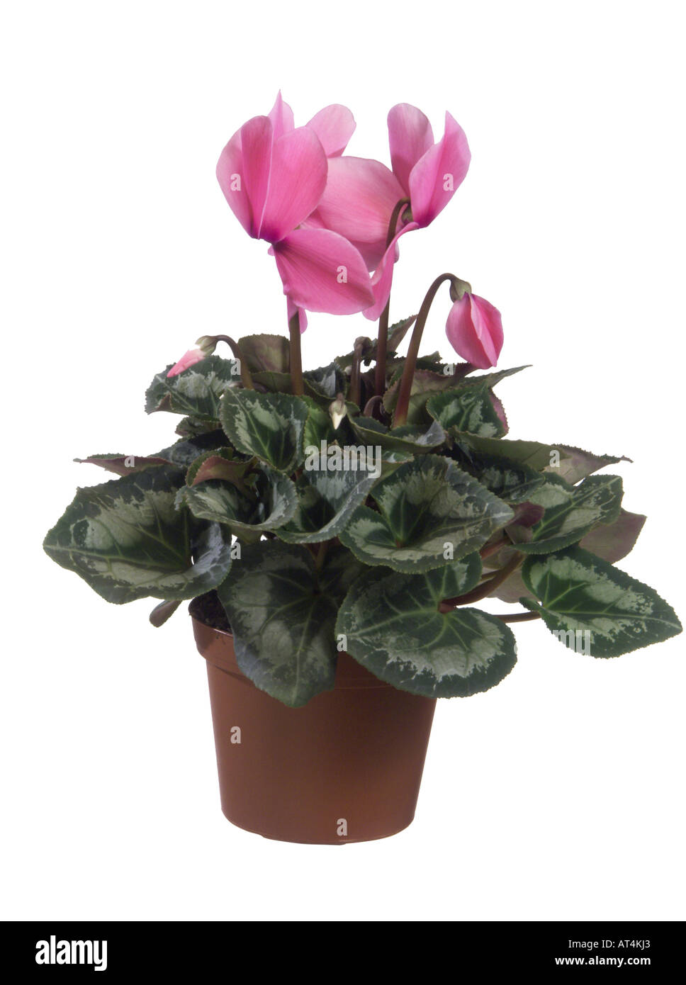 Florists Cyclamen (Cyclamen persicum), potted plant Stock Photo - Alamy
