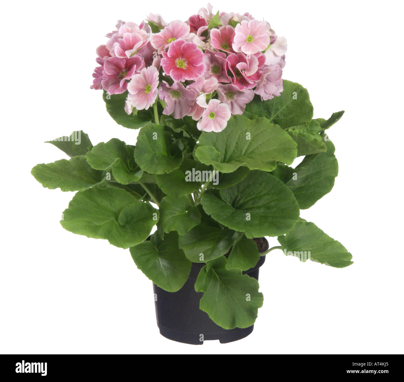 German Primerose, Poison Primerose (Primula obconica), potted plant ...