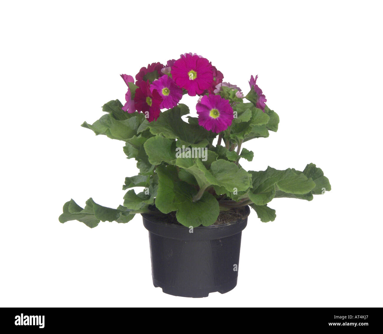 German Primerose, Poison Primerose (Primula obconica), potted plant ...