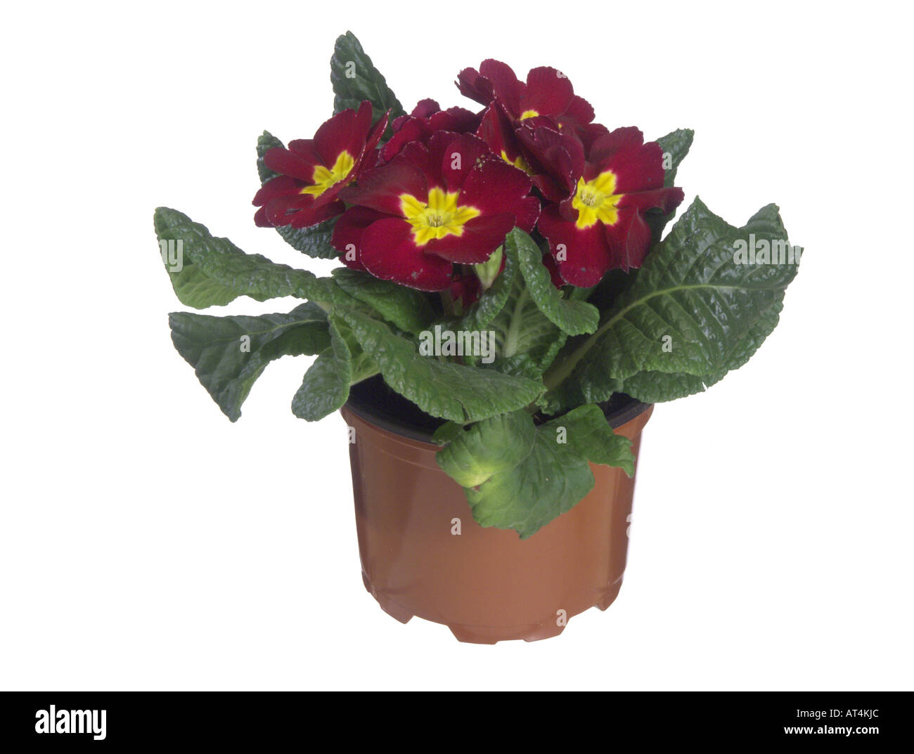 true English primrose (Primula acaulis, Primula vulgaris), potted plant ...
