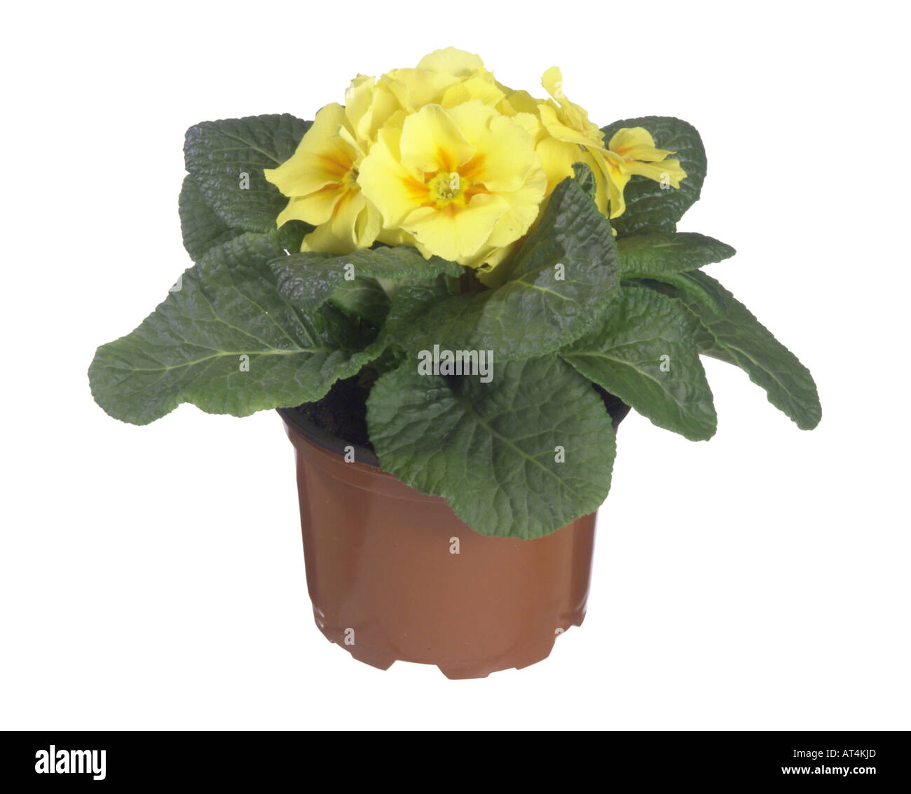 true English primrose (Primula acaulis, Primula vulgaris), potted plant ...