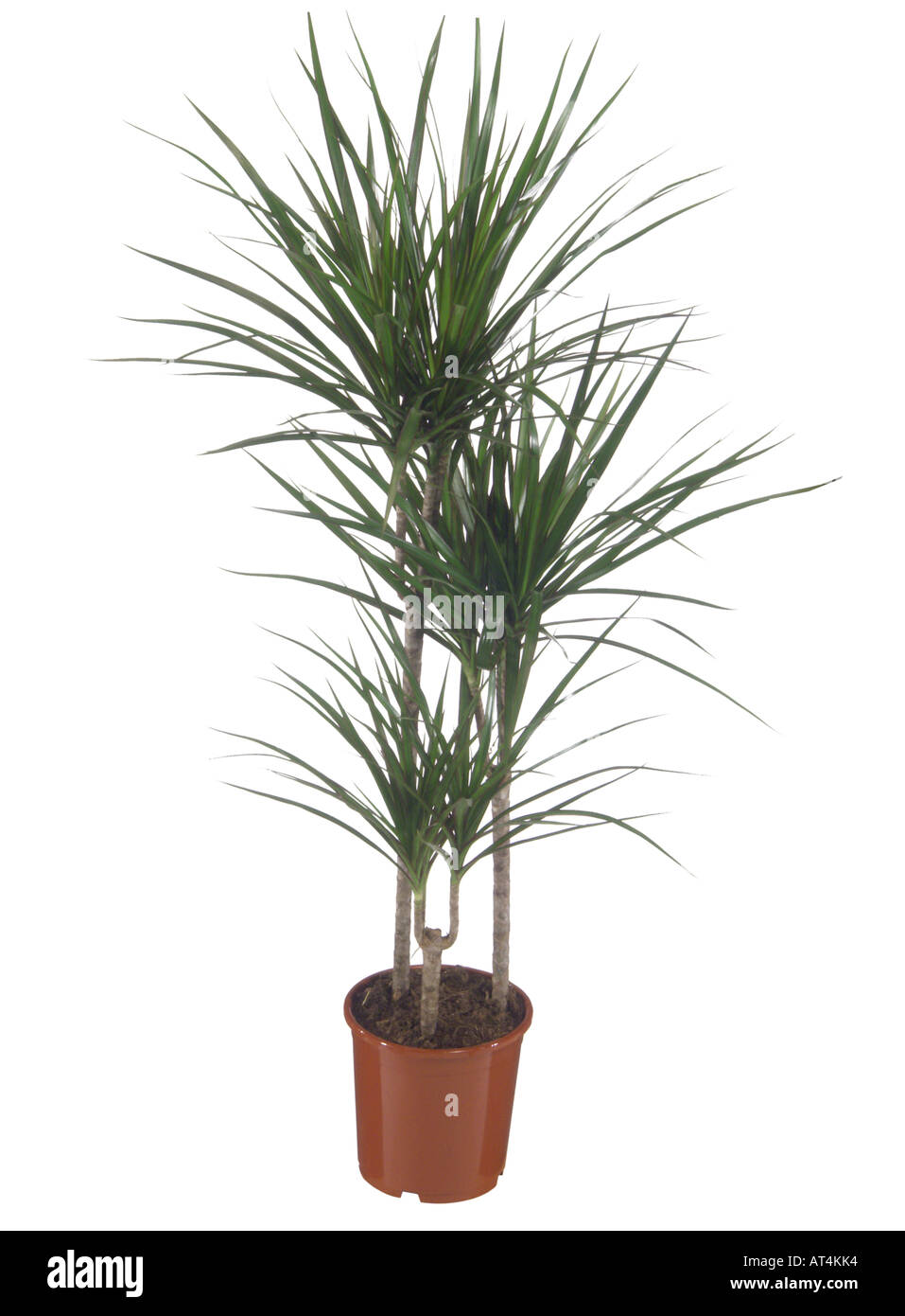 dragon tree (Dracaena marginata), potted plant Stock Photo - Alamy