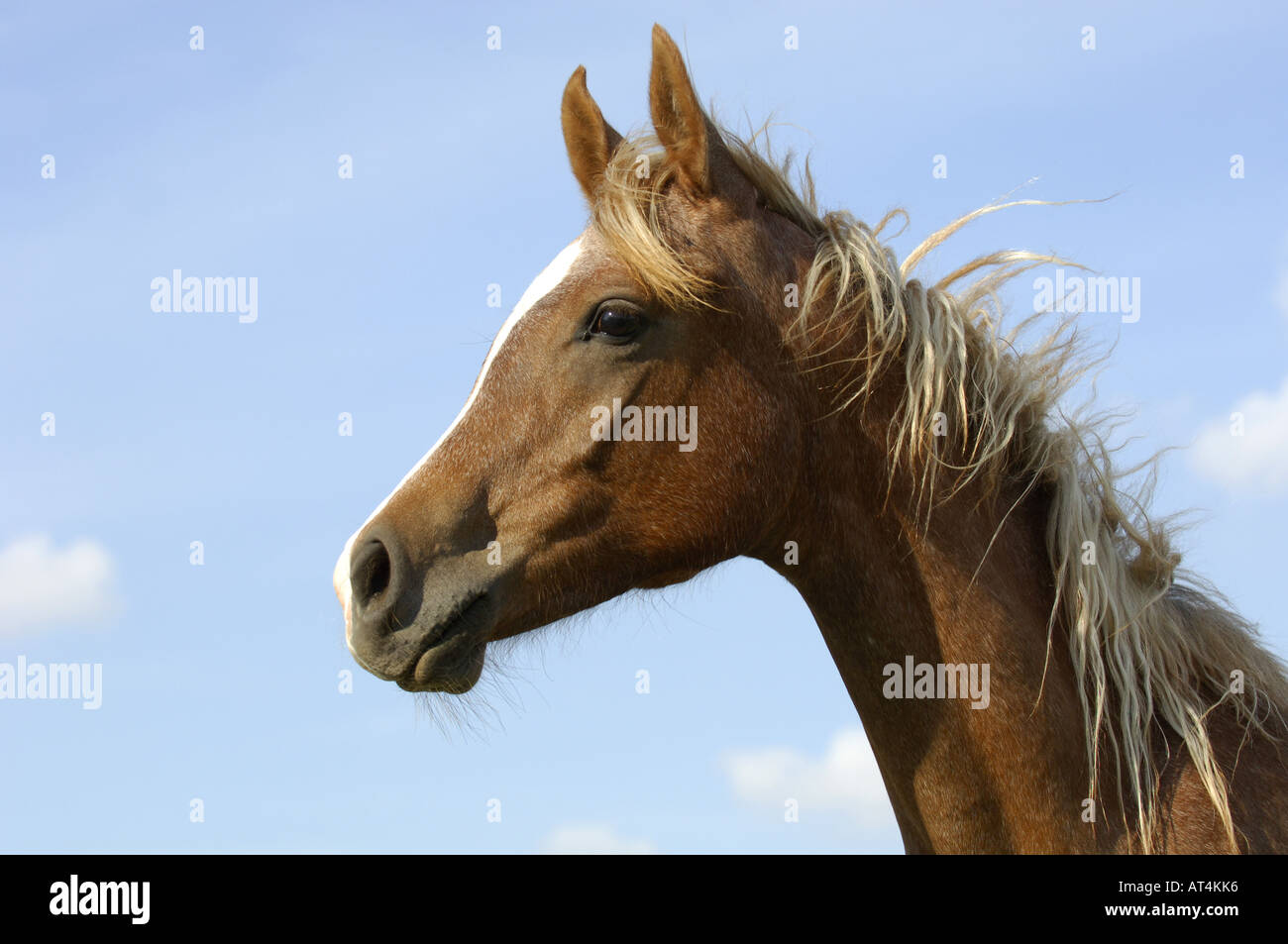 Shagya-Arab horse (Equus przewalskii f. caballus), portrait, Hungary ...