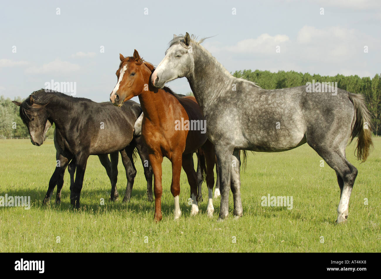 Shagya-Arab horse (Equus przewalskii f. caballus), Hungary, Babolna ...