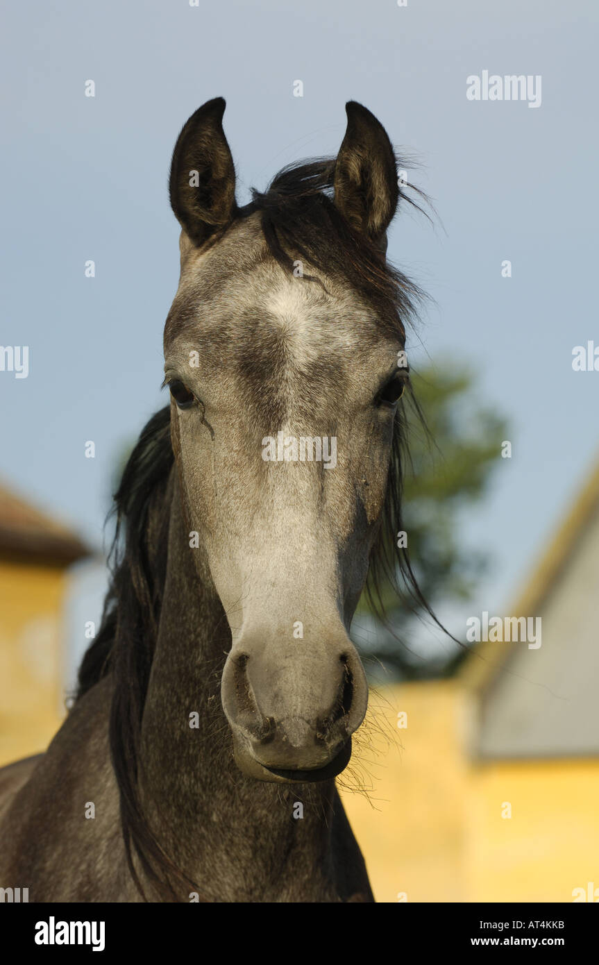 Shagya-Arab horse (Equus przewalskii f. caballus), portrait, Hungary ...