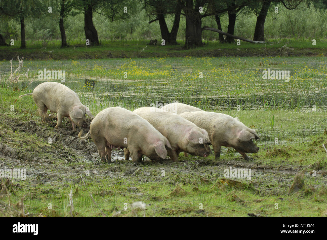 domestic pig (Sus scrofa f. domestica), herd, free range, Croatia ...