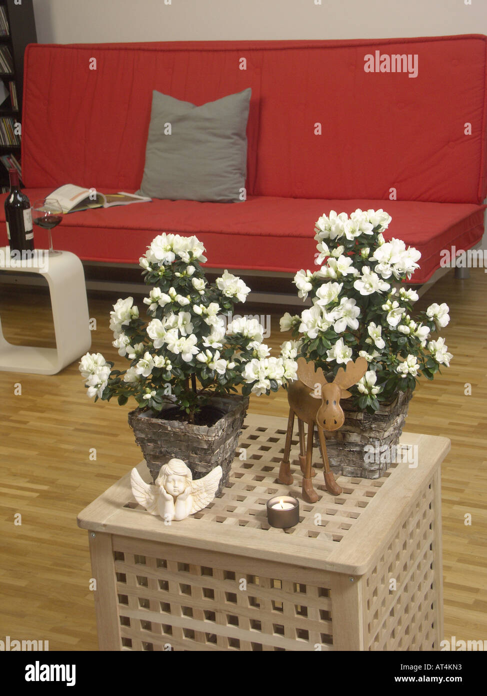 Azalea, Formosa Azalea, Sim's Azalea, (Rhododendron simsii), potted ...