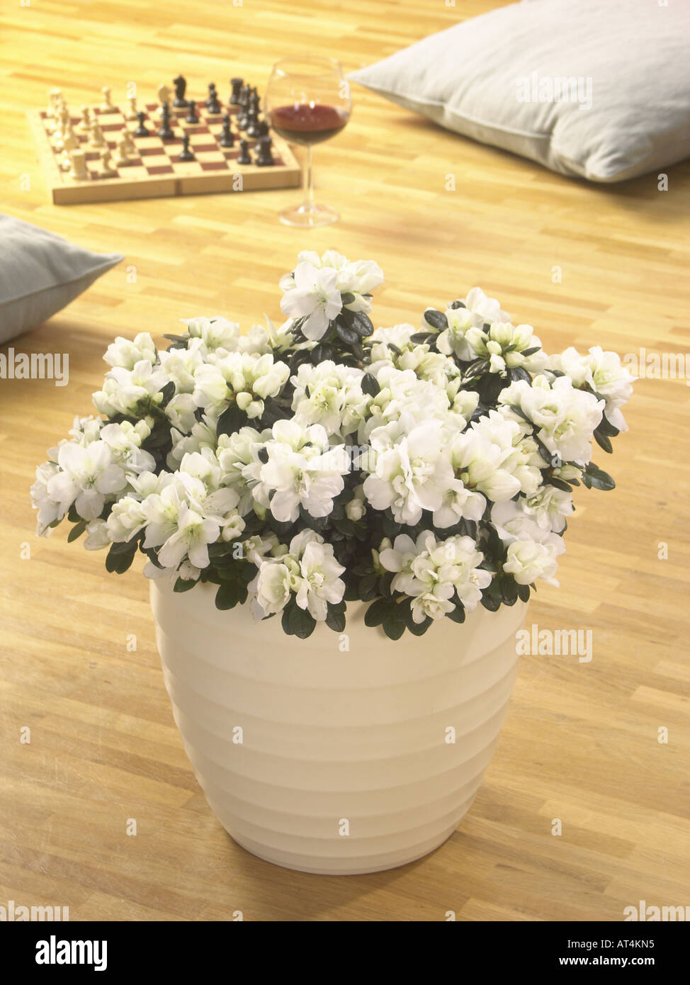 Azalea, Formosa Azalea, Sim's Azalea, (Rhododendron simsii), potted ...