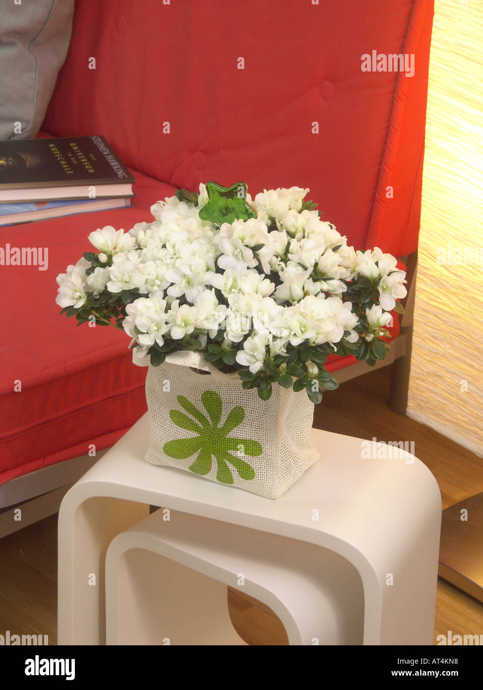 Azalea, Formosa Azalea, Sim's Azalea, (Rhododendron simsii), potted ...