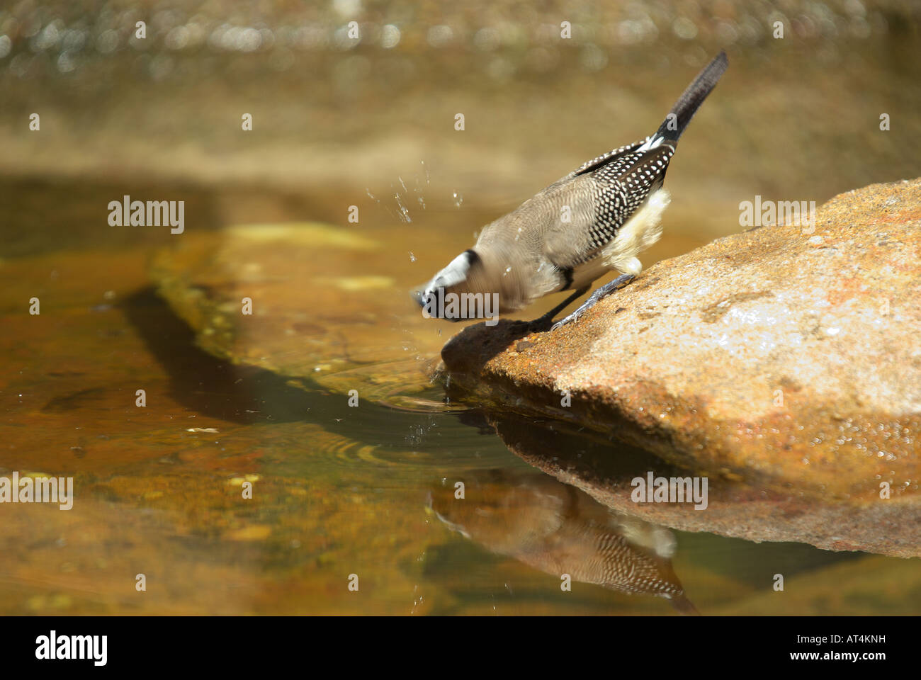 rare and endangered finch gets a drink from the pond and shakes head ...