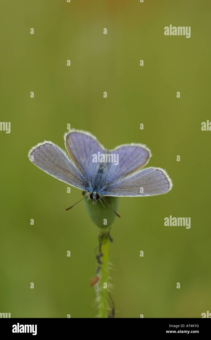 Male Common Blue butterfly Polyommatus icarus resting on poppy seedhead Stock Photo - Alamy