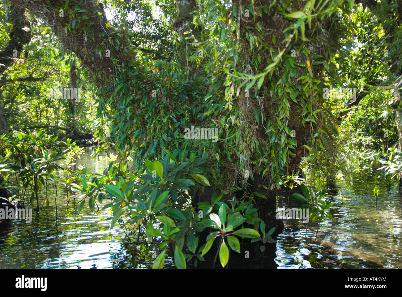 wetlands mangroves trail Samoa Upolu south coast near SAANAPU Saanapu ...