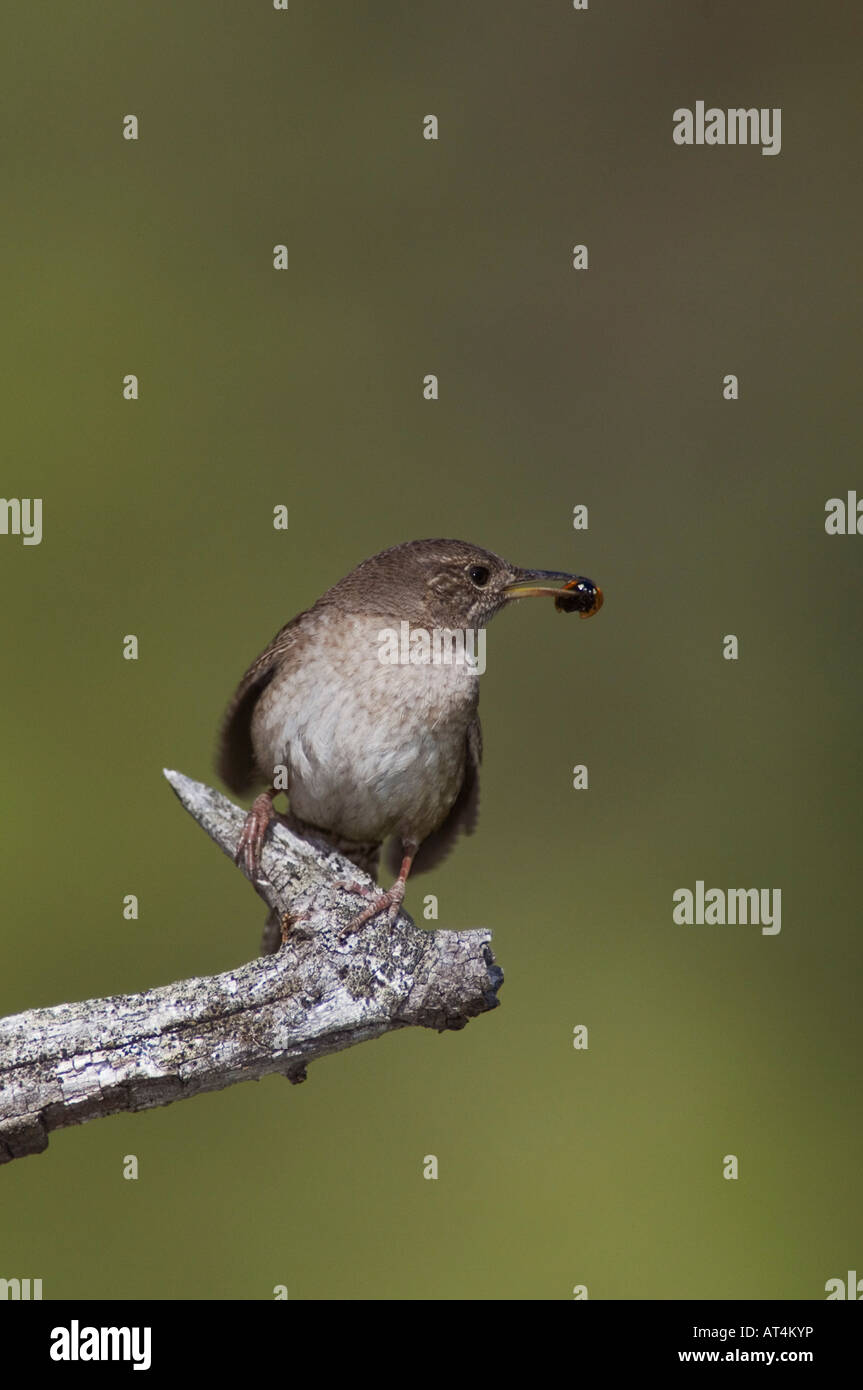 Forest green mountain national Cut Out Stock Images & Pictures - Alamy