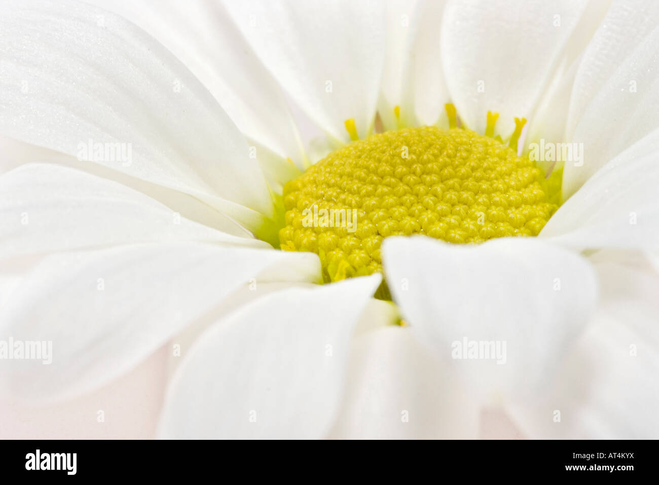 White Daisy flower photo studio full frame background images image ...