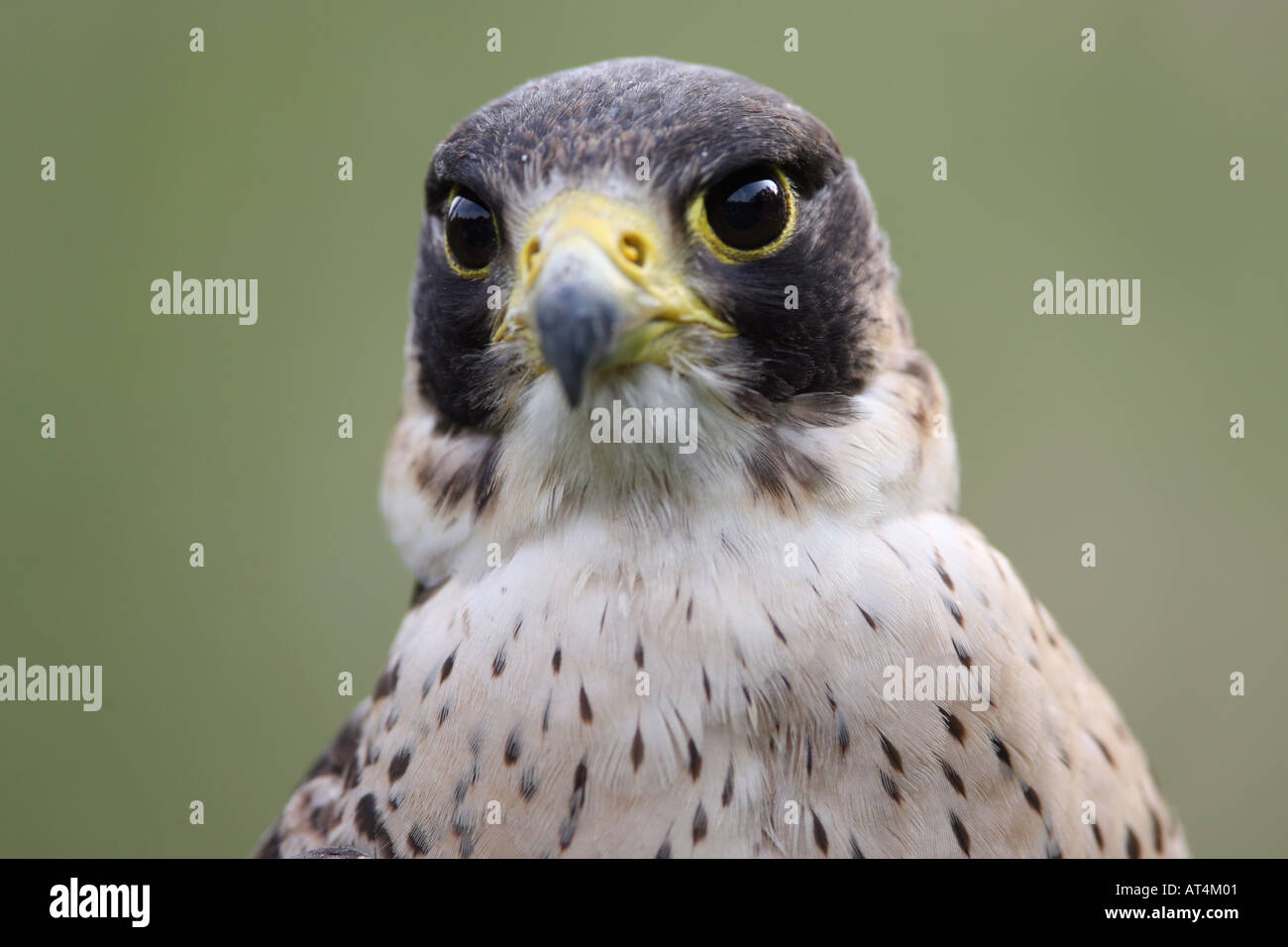 Biarmicus hi-res stock photography and images - Alamy