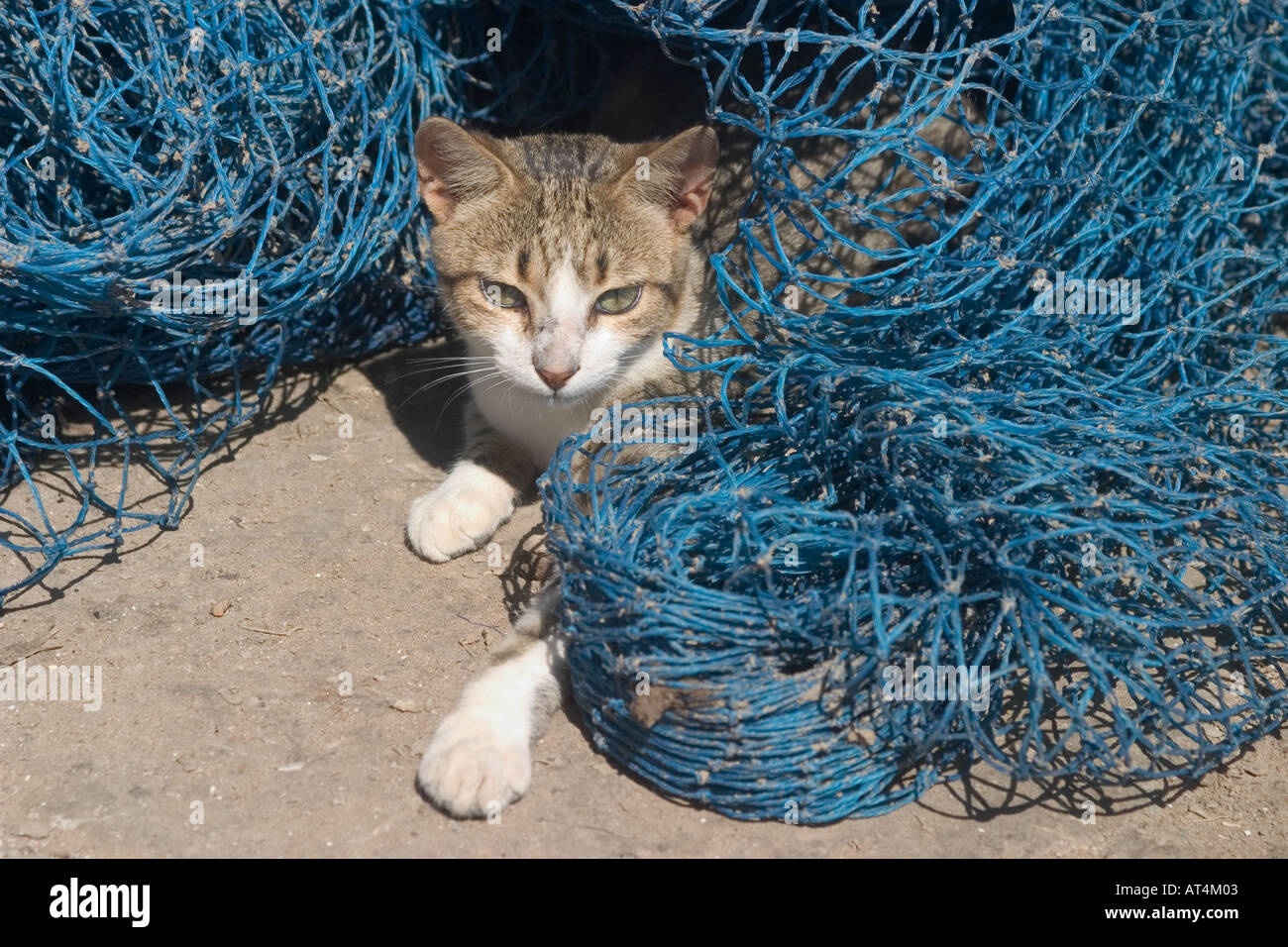 cat hiding in blue fishing net on quay essaouira landscape format Stock ...