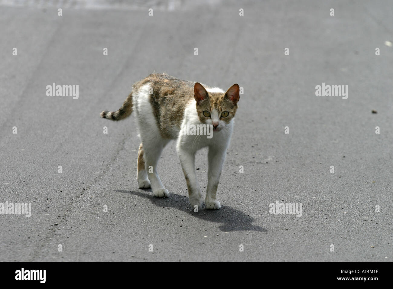 Pollina Sicily Italy feral cat Stock Photo - Alamy