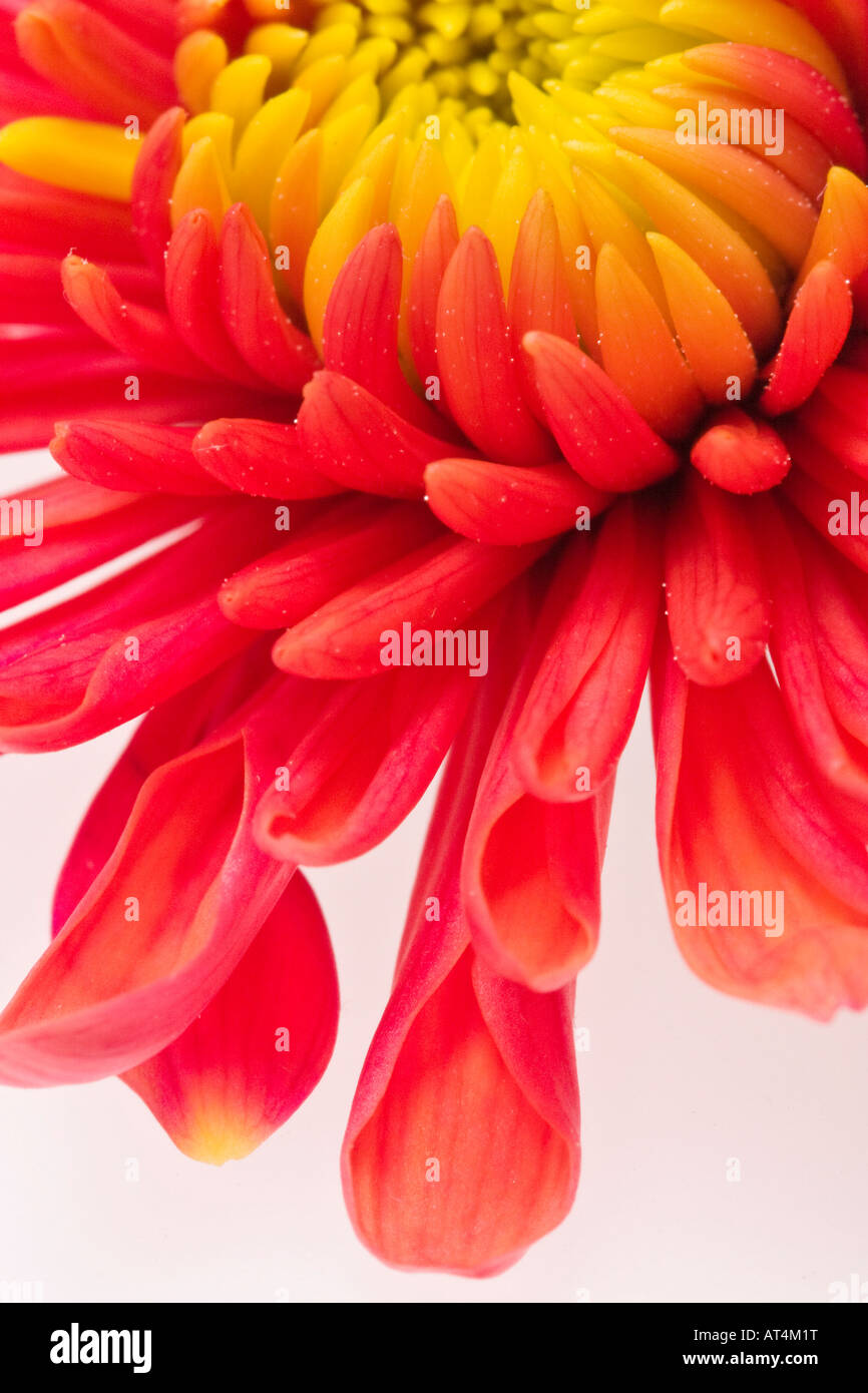Overhead close up view large Cut Out Stock Images & Pictures - Alamy