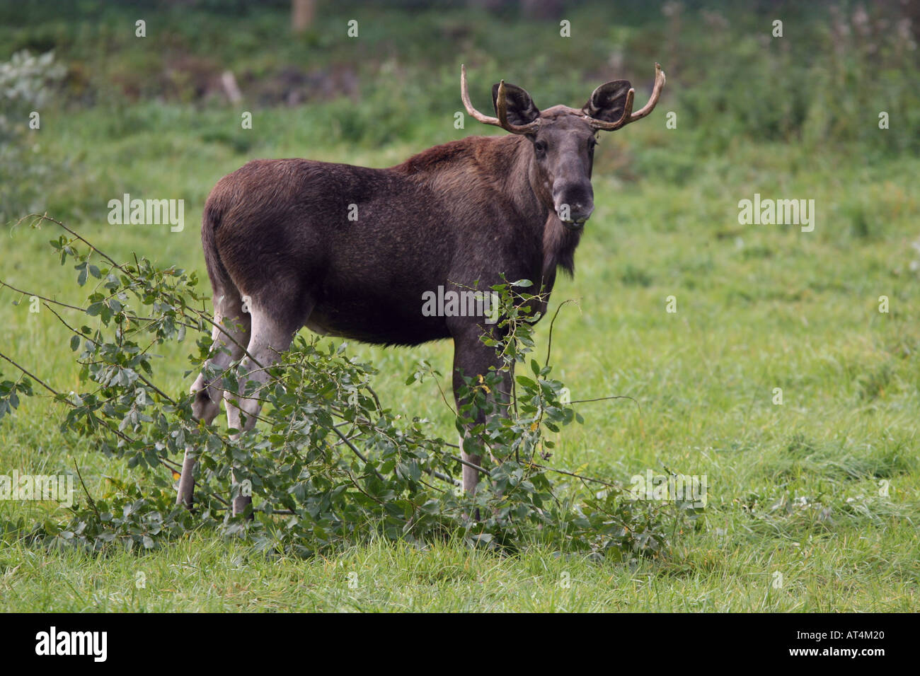 Moose eating branch hi-res stock photography and images - Alamy