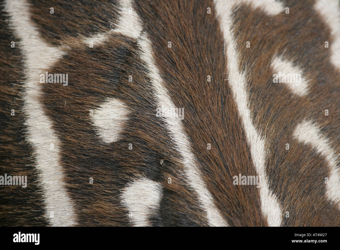 Zebra back side closeup - Equus zebra zebra Stock Photo - Alamy