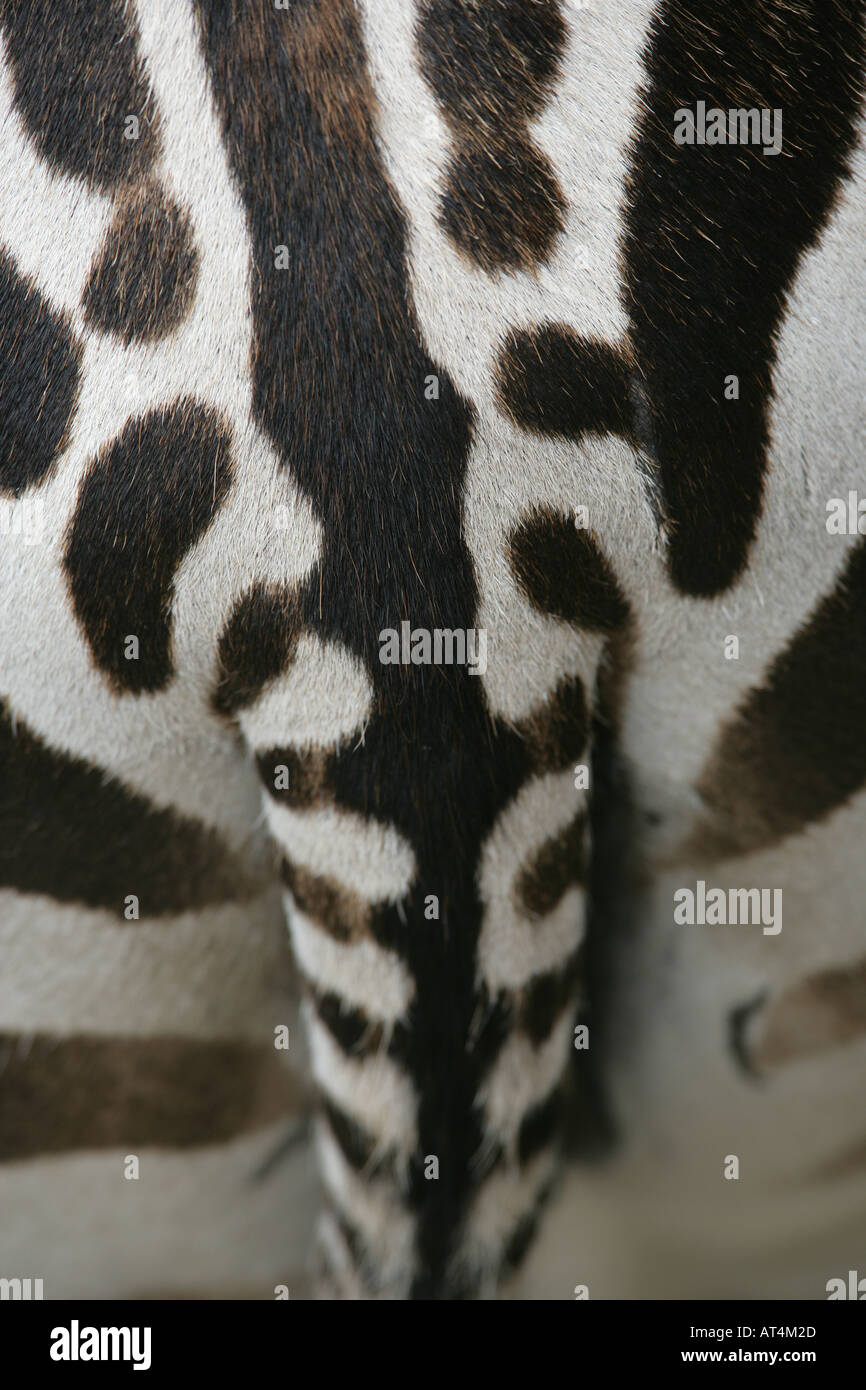 Zebra back side closeup Stock Photo - Alamy