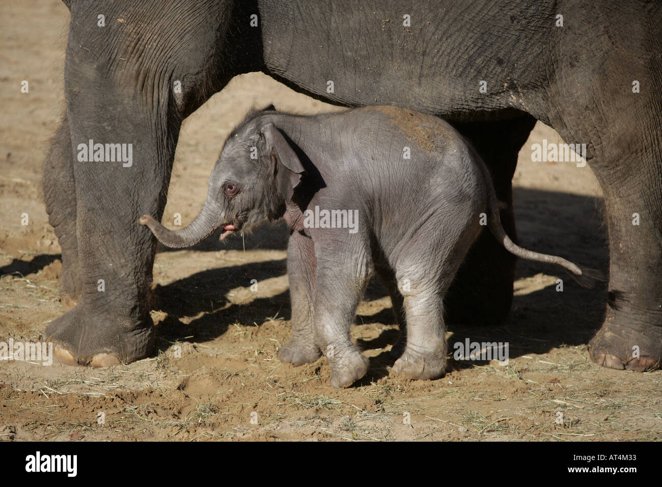 Indian elephant and baby hi-res stock photography and images - Alamy