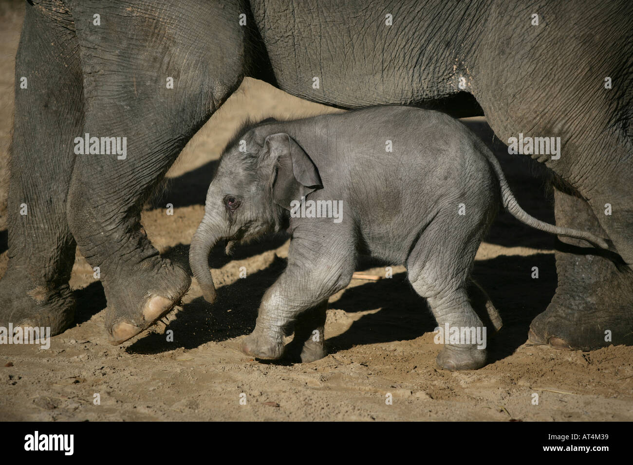 Indian elephant baby beside its mother Stock Photo - Alamy