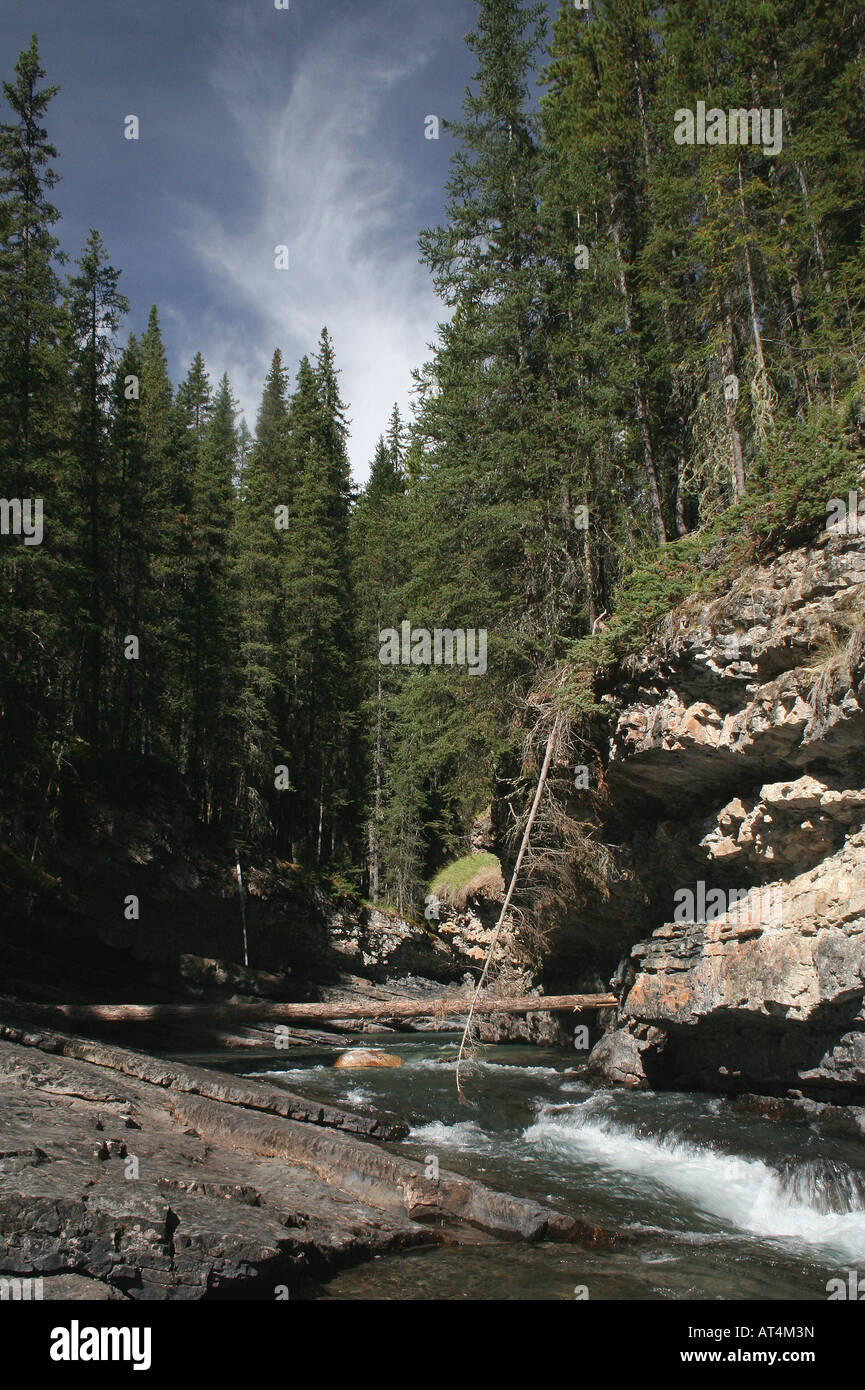 Rocky river and tall pine trees, Banff National Park, Alberta Stock ...