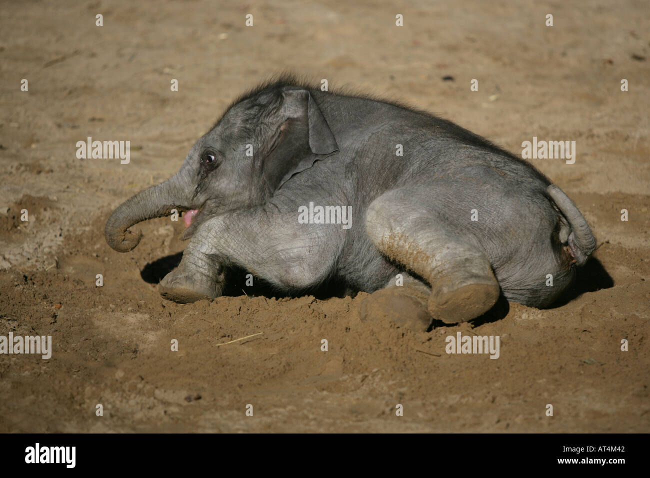 Indian elephant baby playing Stock Photo - Alamy