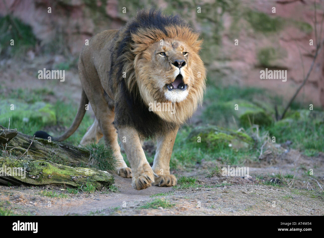 Roaring lion hi-res stock photography and images - Alamy