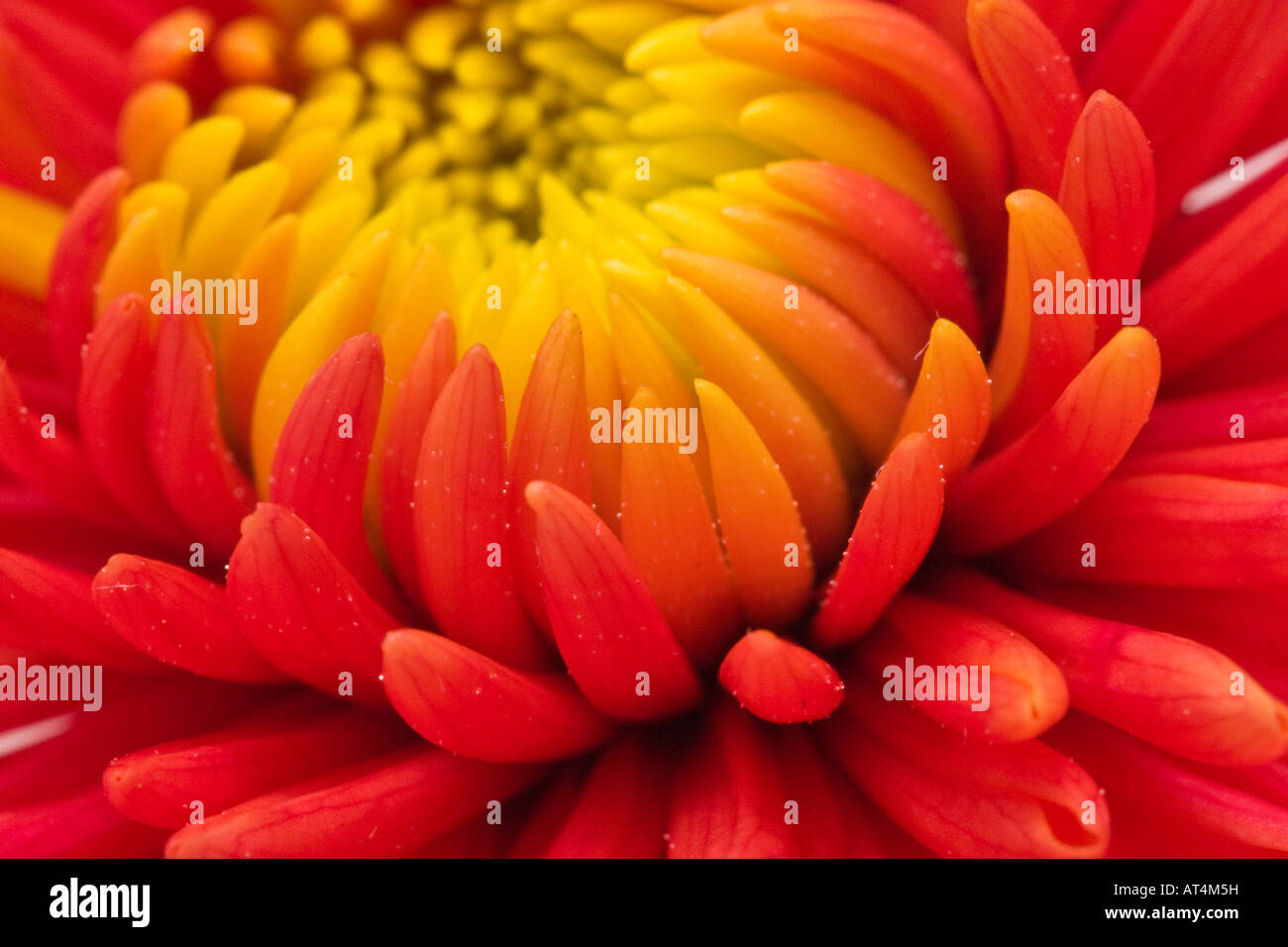 Zoom hi res hi-res stock photography and images - Alamy