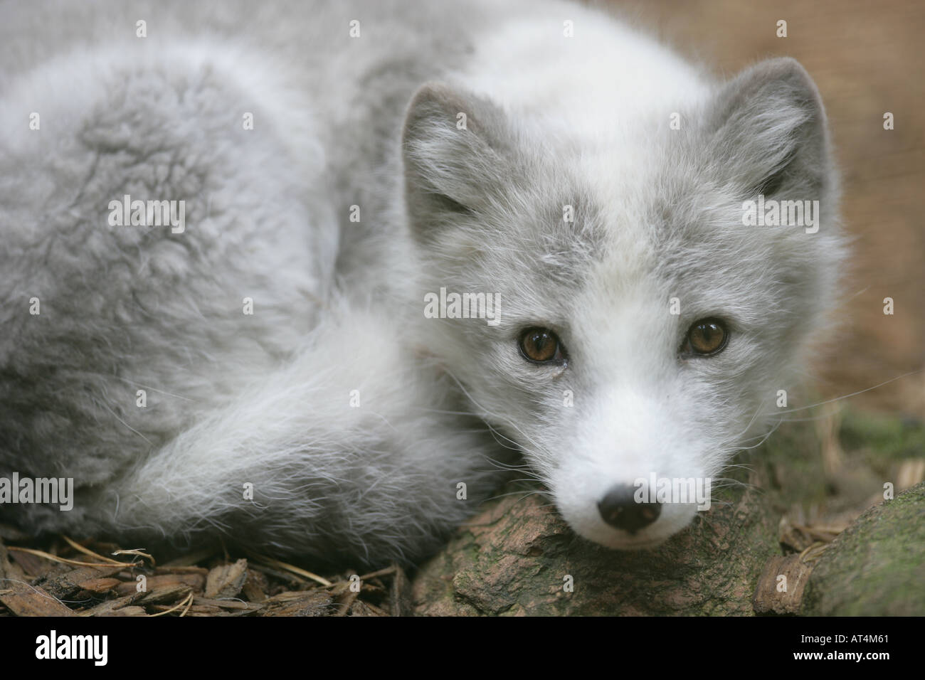 Alopex lagopus closeup hi-res stock photography and images - Alamy