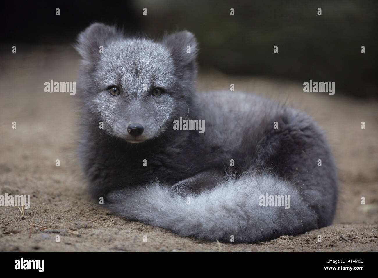 Alopex lagopus closeup hi-res stock photography and images - Alamy