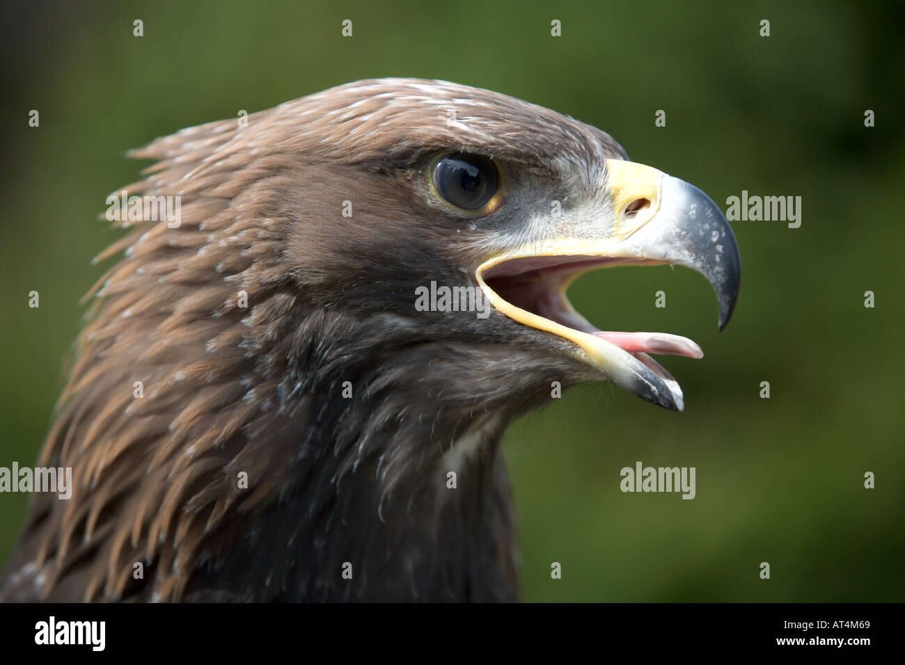 Steppe eagle - Aquila nipalensis Stock Photo - Alamy